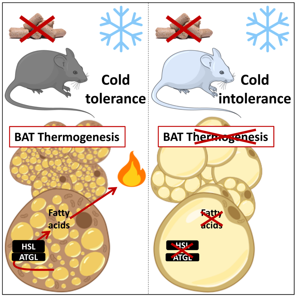 L'institut - I2MC INSERM
